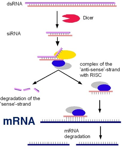 Small interfering RNA (siRNA) Therapeutics | DelveInsight