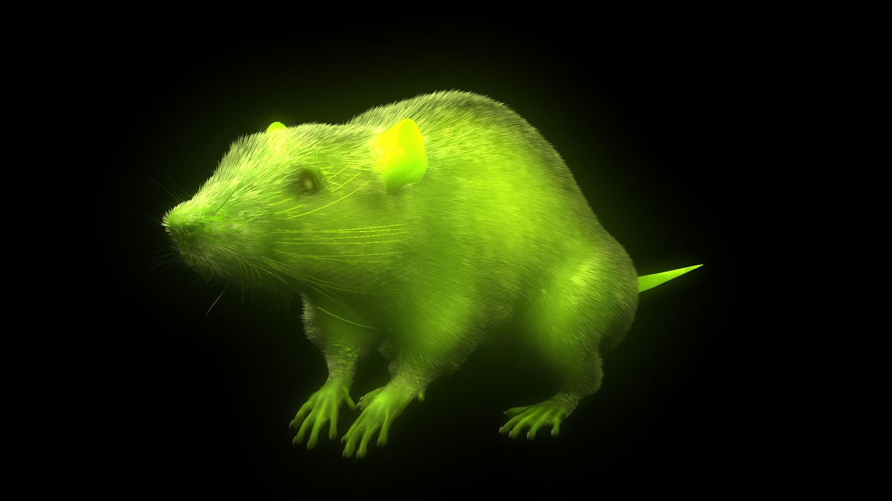 ‘Invisible’ mice reveal anatomical secrets | DelveInsight Business Research